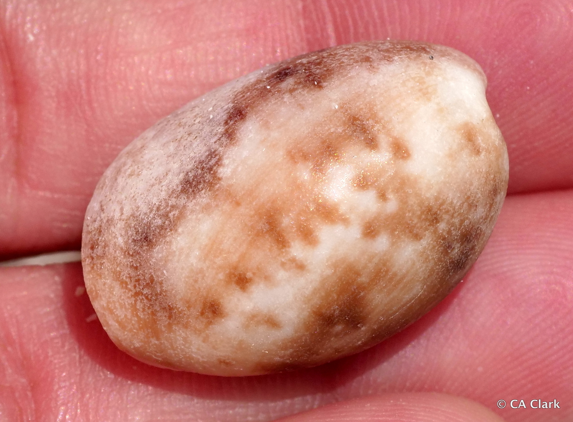 Bulla punctulata A.Adams, 1850