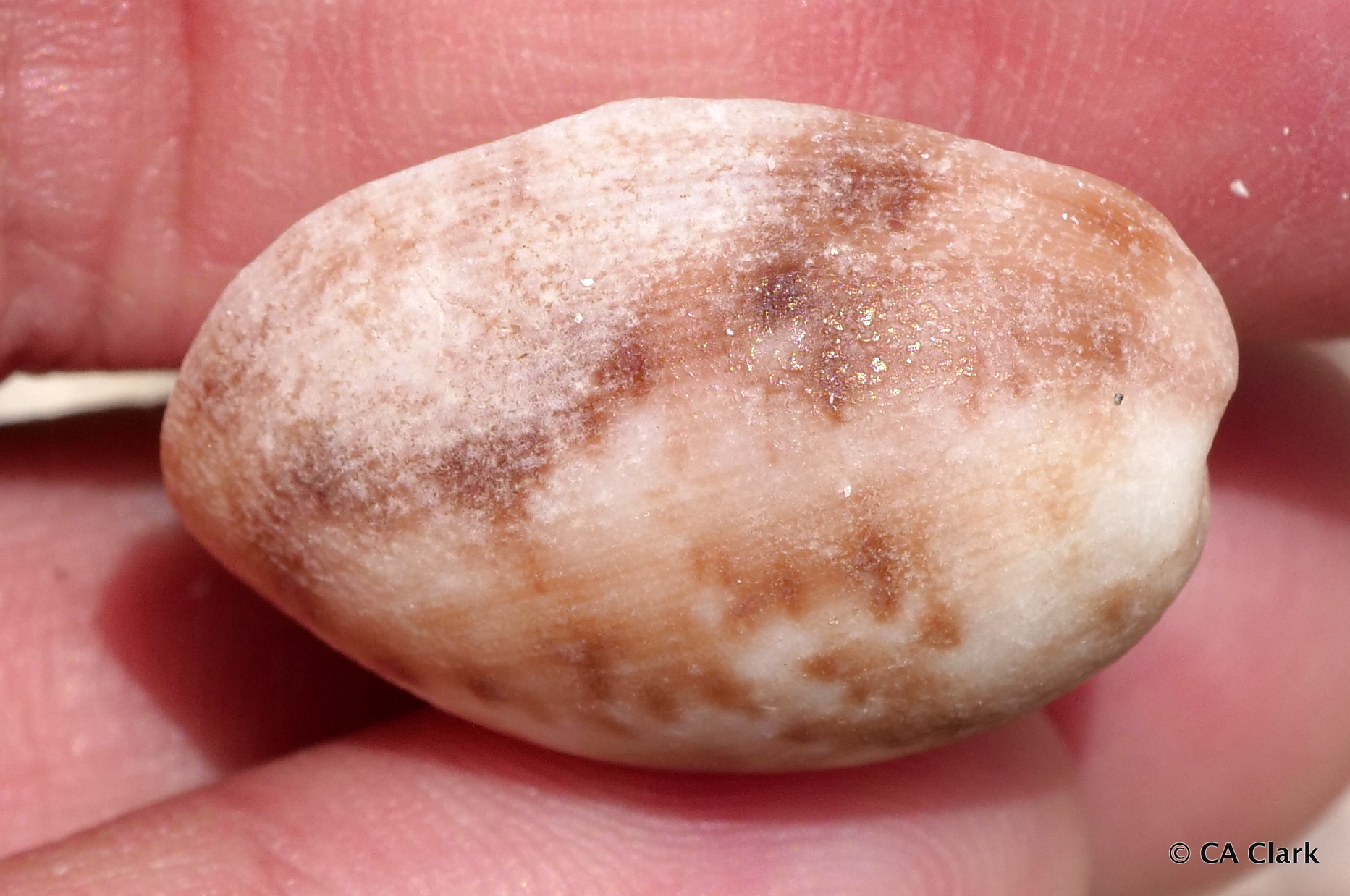 Bulla punctulata A.Adams, 1850