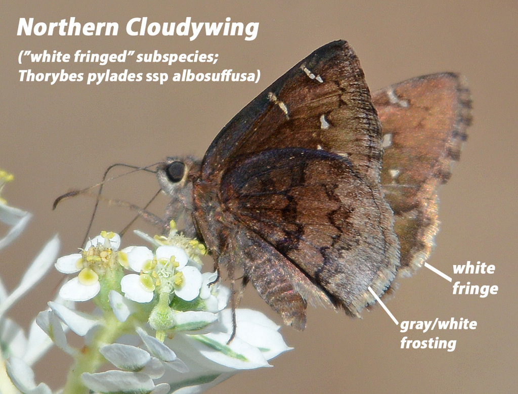 Northern Cloudywing (Yosemite National Park Butterfly Guide 🦋) · iNaturalist