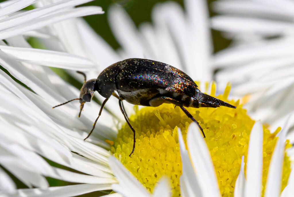Tumbling Ragdoll from South Carolina Botanical Garden, 150 Discovery Ln ...