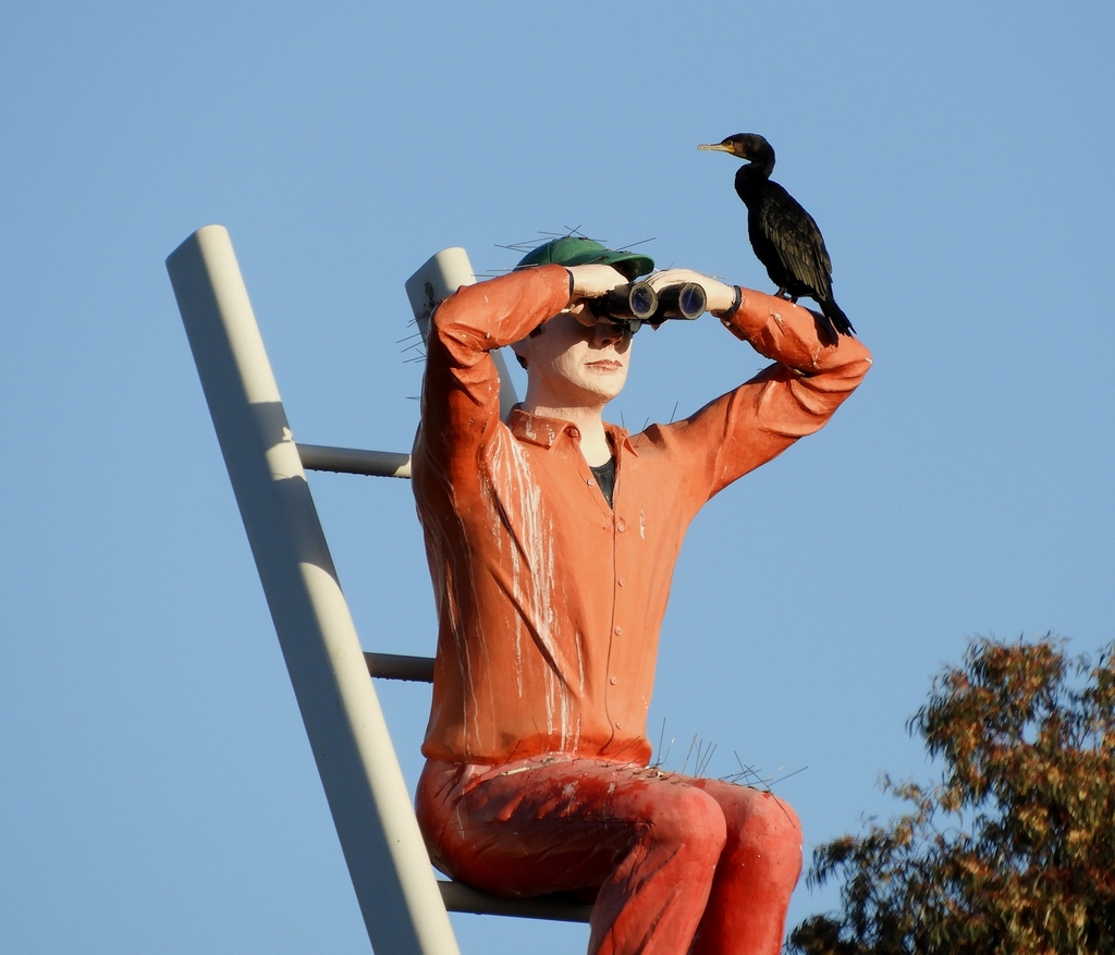 Great Cormorant from Valley Lake Boulevard Keilor East VIC, Australia ...