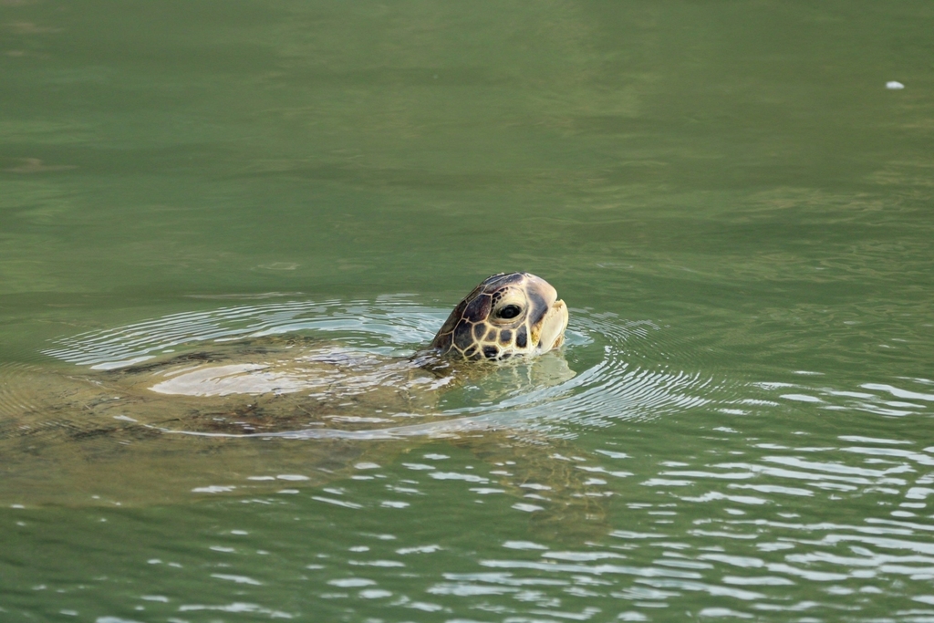 Green Sea Turtle in June 2025 by Damien Wallace · iNaturalist Australia
