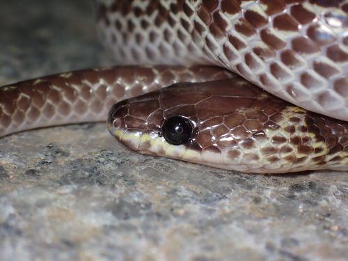 Common Wolf Snake (Lycodon capucinus) - Snakes and Lizards