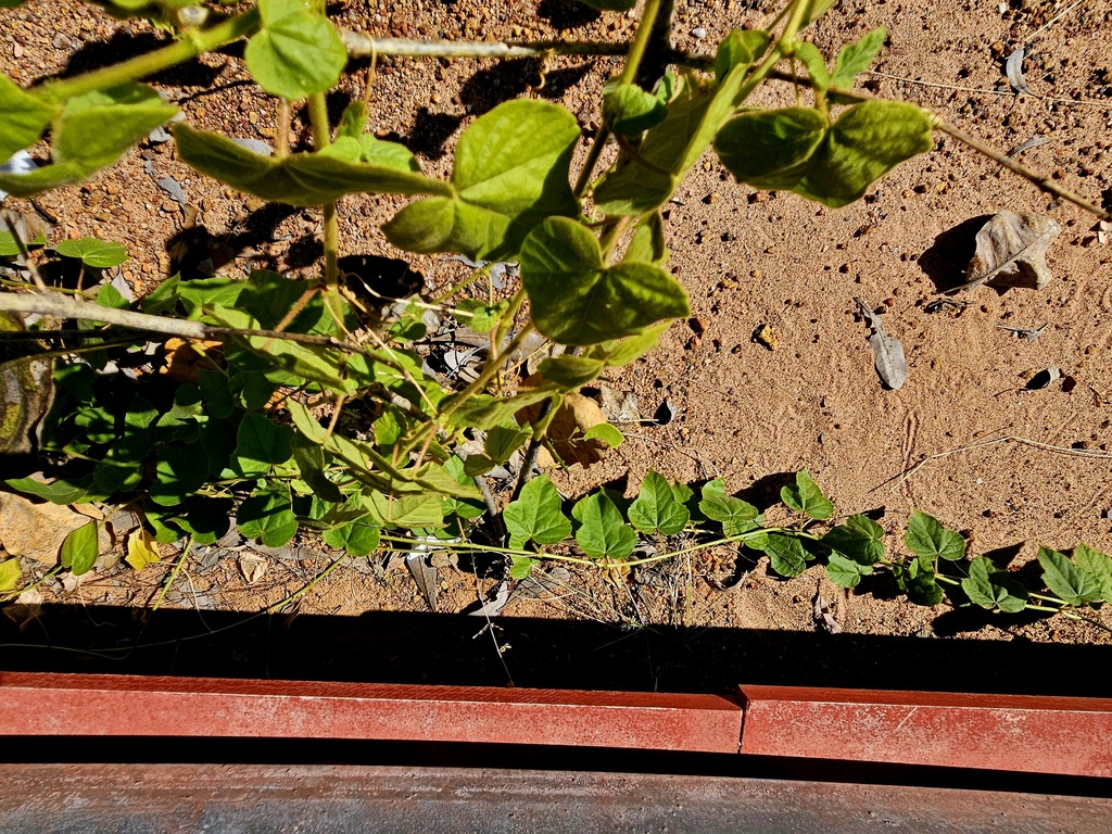 dicots from Molly Springs, Western Australia on June 11, 2025 at 01:22 ...