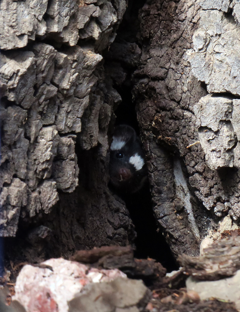 Western Spotted Skunk in September 2019 by Dylan Winkler. In a Sycamore ...