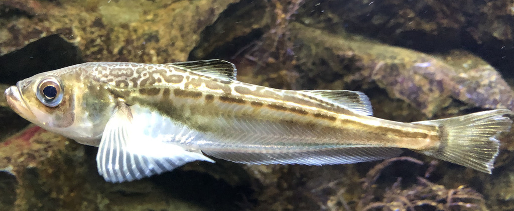 Japanese Sandfish (Arctoscopus japonicus) - Marine Life Identification