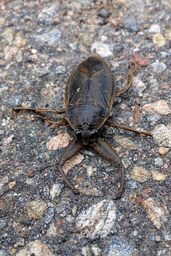 American Giant Water Bug from South River, ON P0A 1X0, Canada on June ...