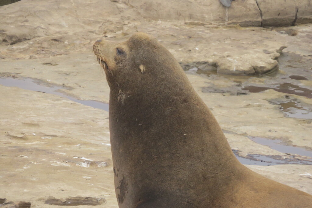 California Sea Lion from La Jolla Cove, San Diego, CA 92037, USA on ...