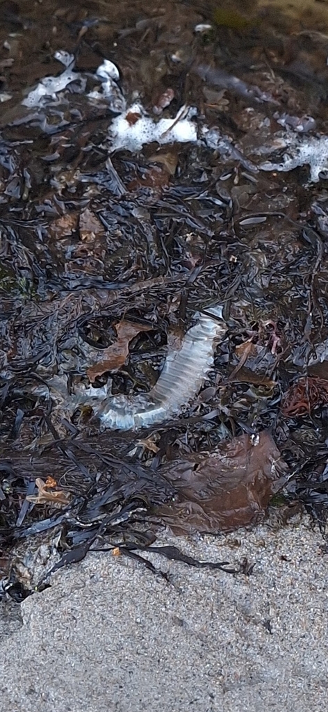 Phyllodocida in June 2025 by polypodius · iNaturalist