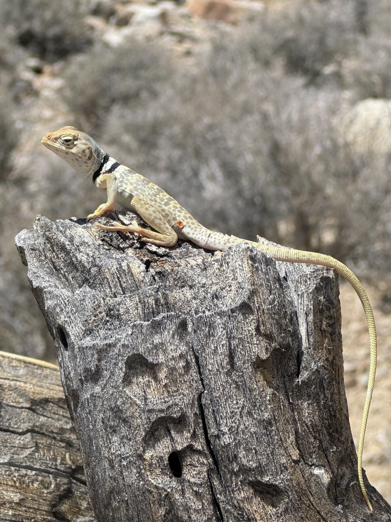 Desert Collared Lizard in June 2025 by bighornsheepgirl · iNaturalist