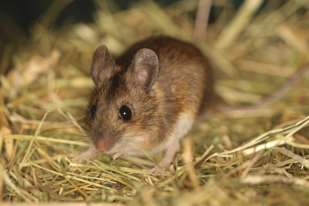 Ratón de Campo (Guía Completa de los Vertebrados Silvestres de Lemoa ...