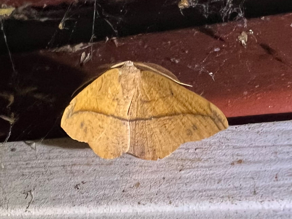 Juniper Geometer Moth from N County Road 2080E, Ashmore, IL, US on June ...