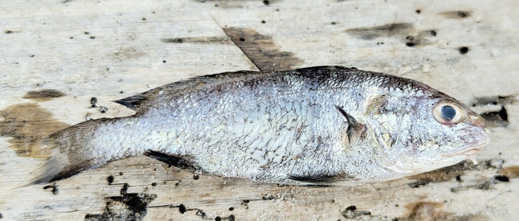 (Johnius macropterus) - Marine Life Identification