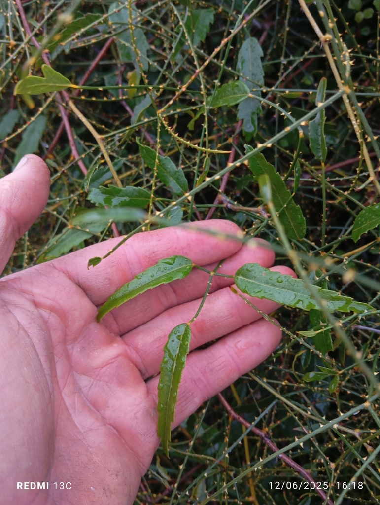 Rubus schmidelioides × squarrosus from Hillsborough, Christchurch 8022 ...
