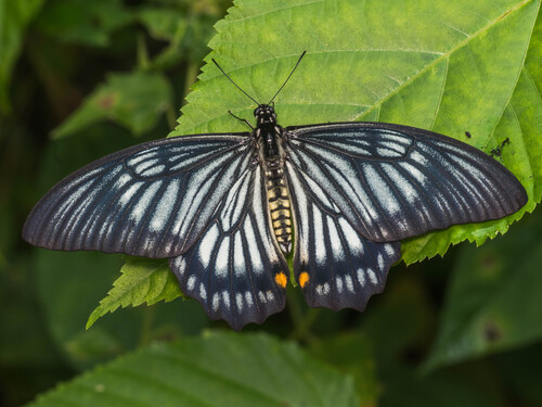 Papilio veiovis · iNaturalist