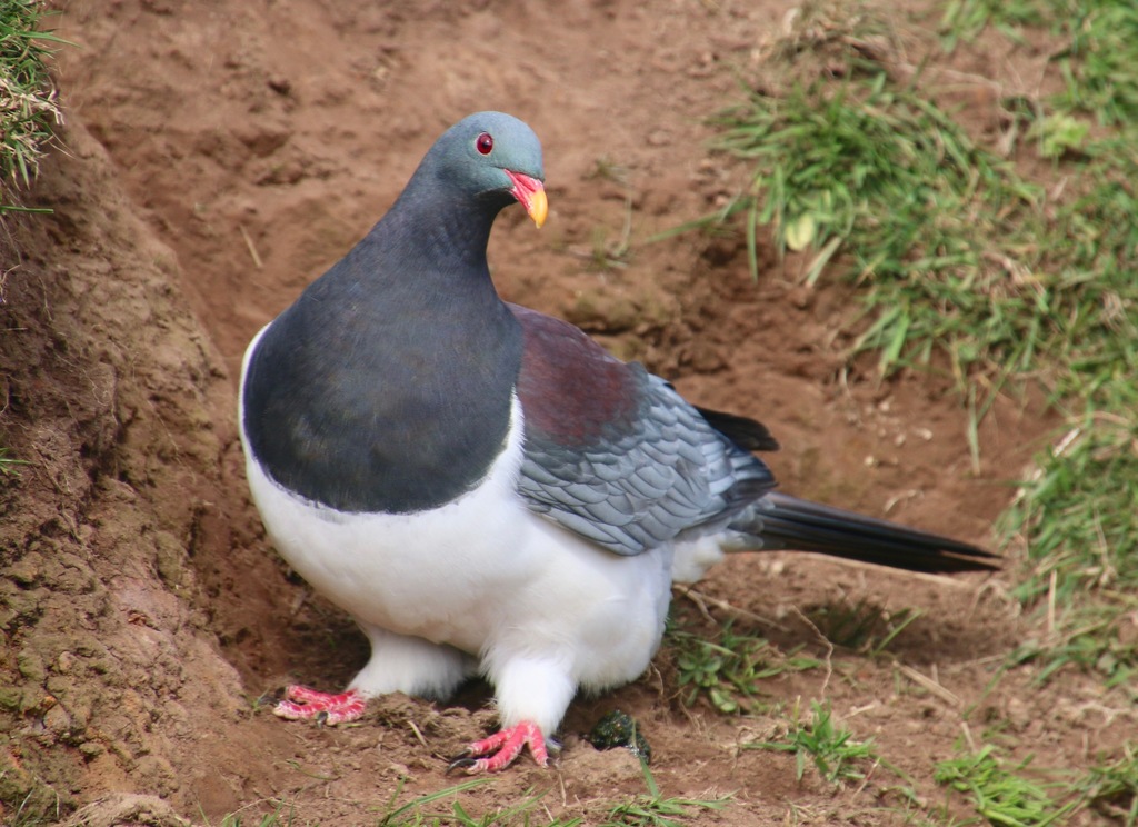 Chatham Island Pigeon in September 2019 by sgalla32. Huge pigeon, white ...