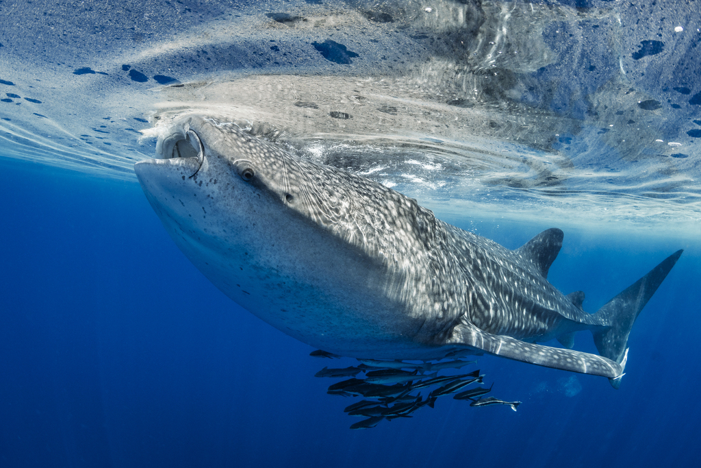 Whale Shark (Osaka Aquarium Kaiyukan Animals (03/26/24 & 09/20/24 ...