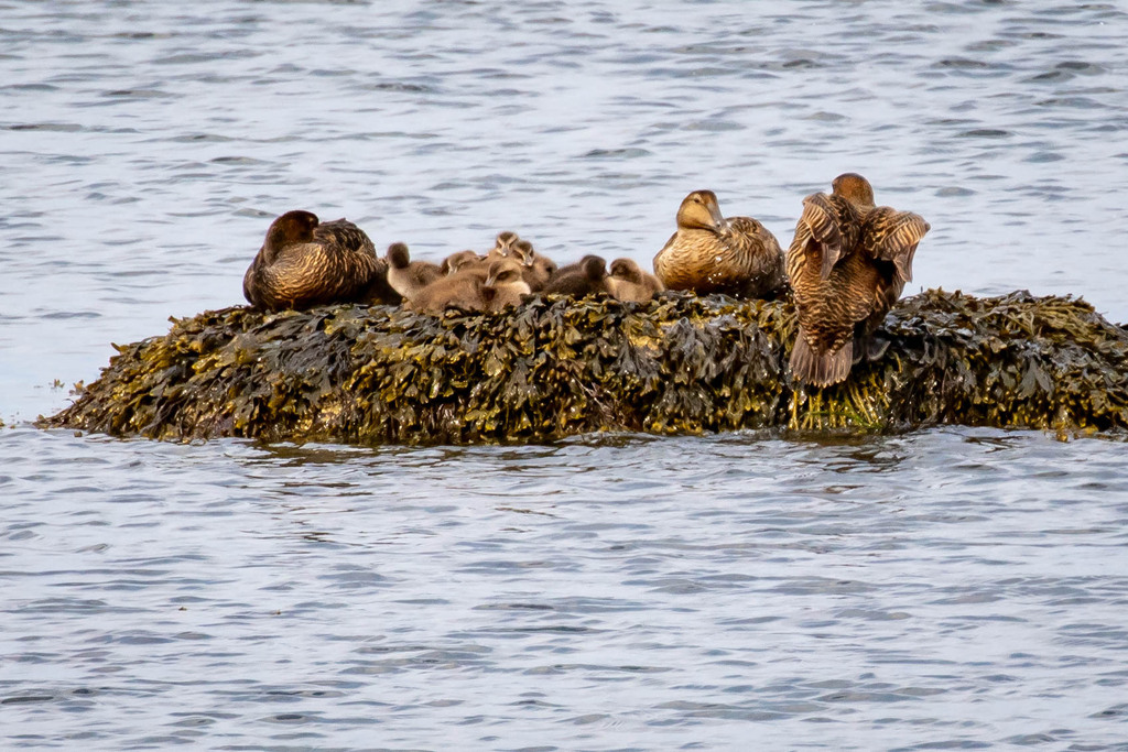 Common Eider from Rye, NH, USA on June 11, 2025 at 02:09 PM by Laurie ...
