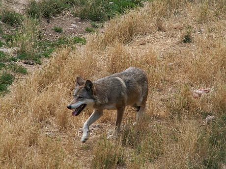 Italian Wolf (Canis lupus italicus) - Know Your Mammals
