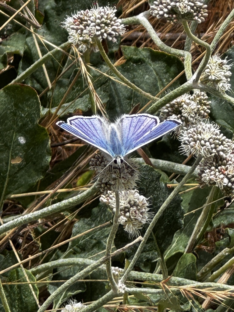 Blue Copper from Sonoma County, CA, USA on June 11, 2025 at 11:06 AM by ...