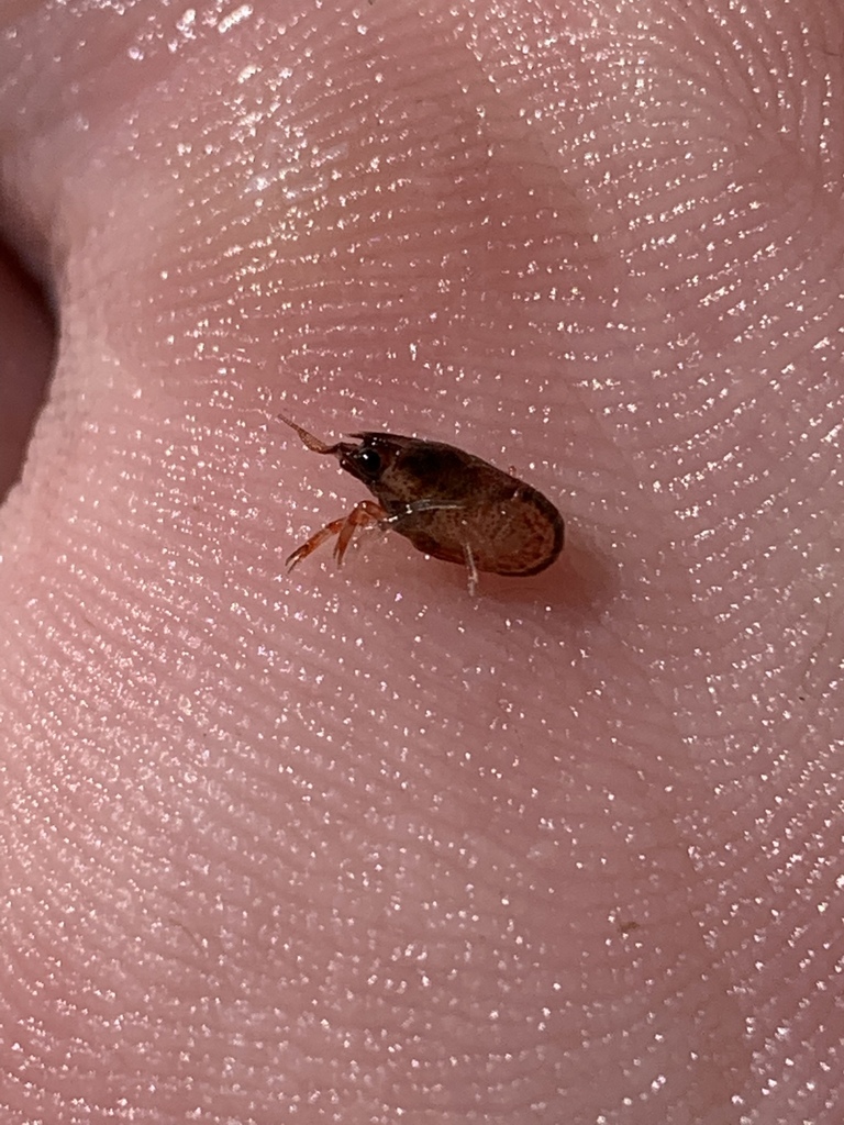 Red Swamp Crayfish from S Alamo Rd, Las Vegas, NV, US on September 20 ...