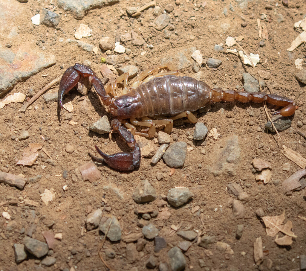 Western Forest Scorpion from Mitchell Canyon, Mount Diablo State Park ...