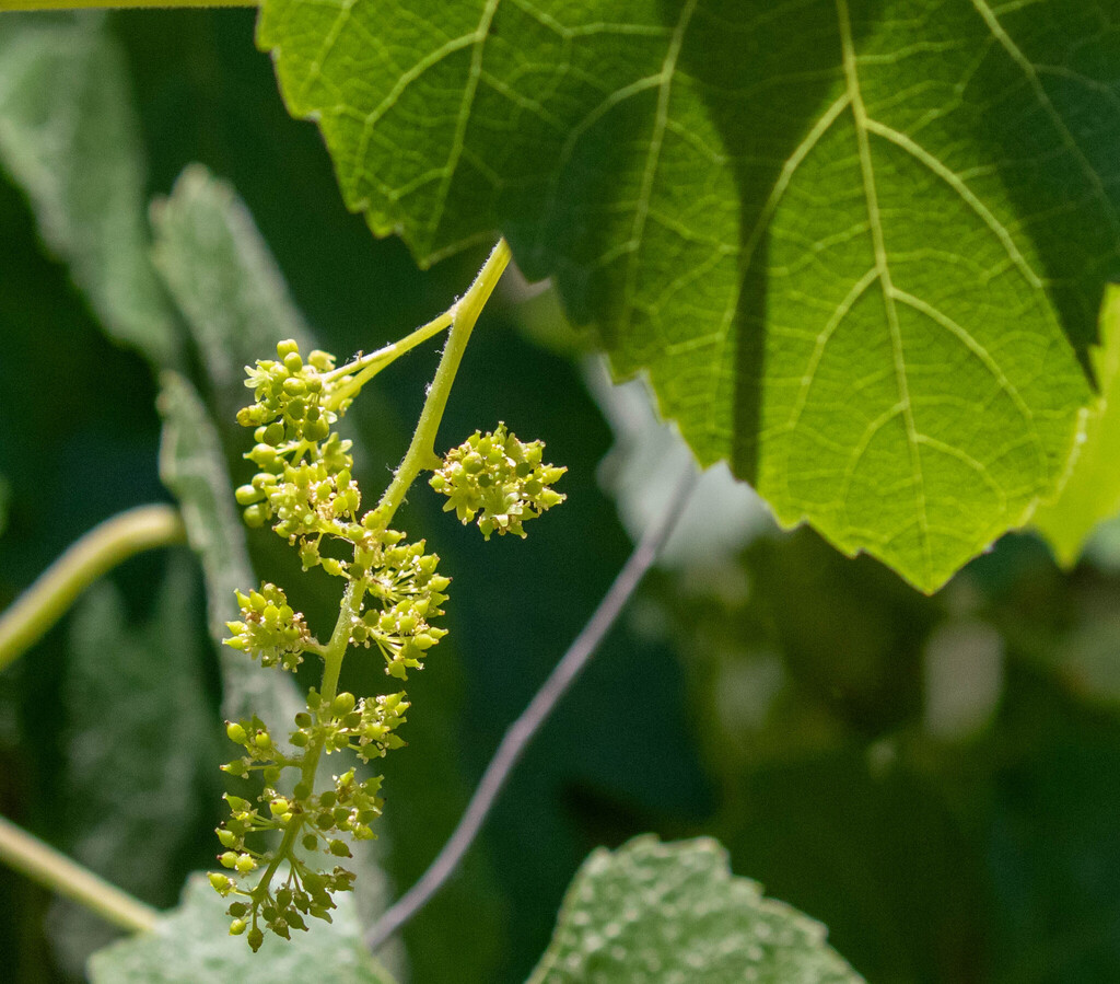 California wild grape from Mitchell Canyon, Mount Diablo State Park ...