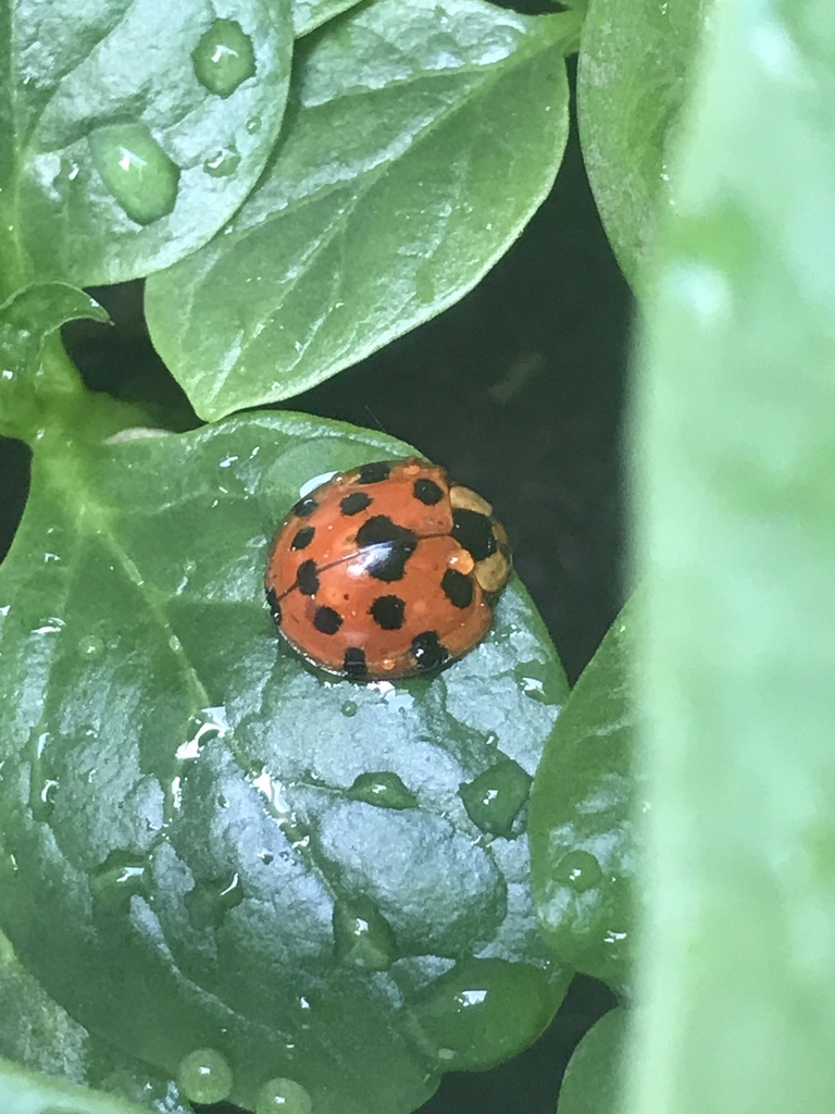 Giant Bamboo Ladybird from 莊敬路, 東區, TW on September 21, 2019 at 07:11 ...