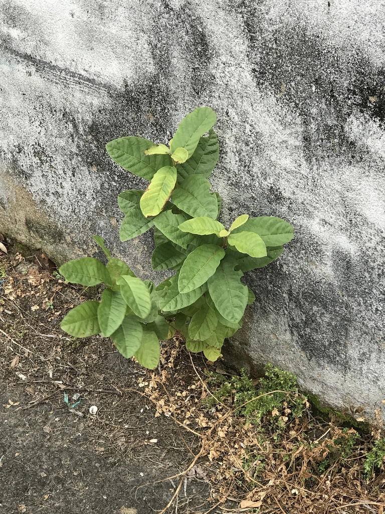 Common guava from 中正路, 三義鄉, TW on September 21, 2019 at 04:26 PM by ...