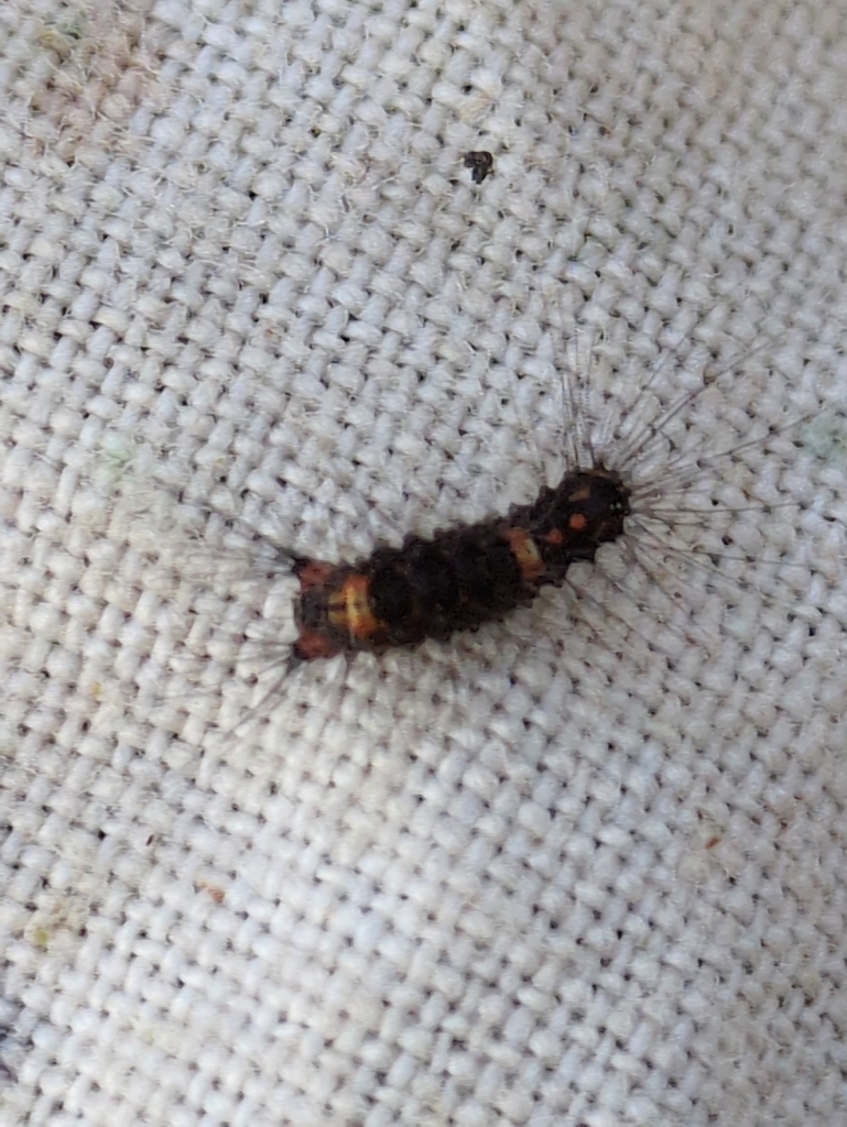 Rusty Tussock Moth from Holgate, York, UK on 12 June, 2025 at 08:14 PM ...