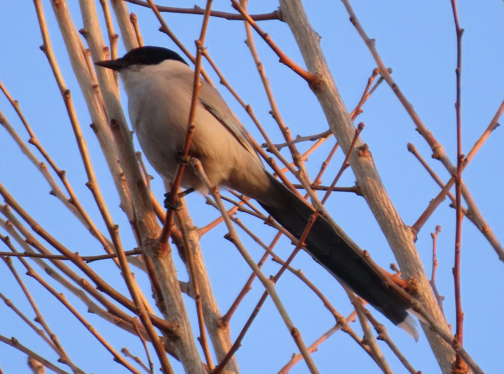 Japanese Magpie from Uenokoen, Taito City, Tokyo 110-0007, Japan on ...