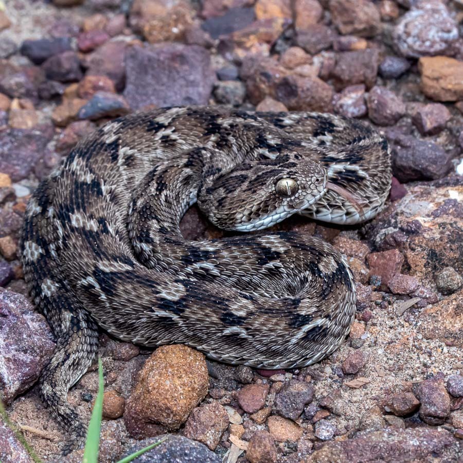 Saw-scaled Viper from Hobay-Lodai Road, Near kanshvti Dam, Kutch ...