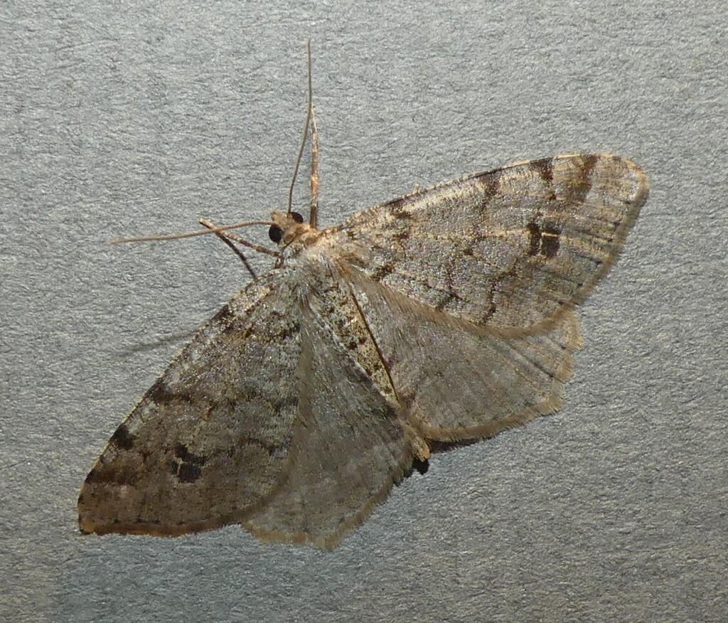 Pale-marked Angle from Charlesbourg (balcon), Quartier 4-2, Québec, QC ...