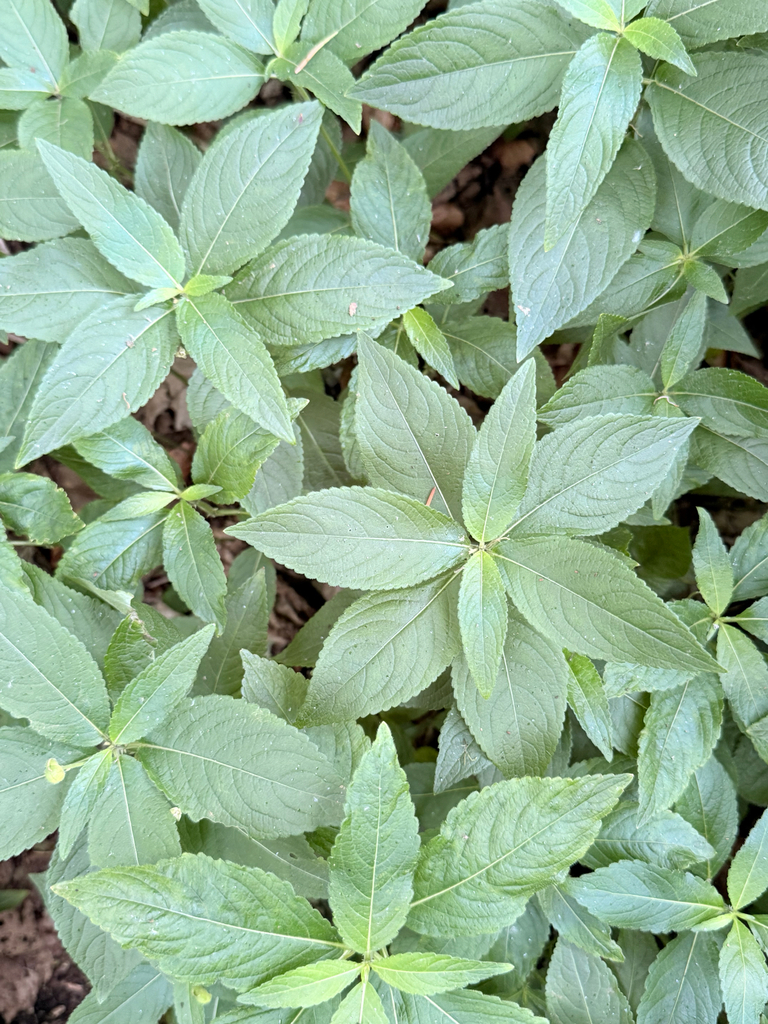 Dog's Mercury from Stirling, Scotland, GB on June 12, 2025 at 04:07 PM ...