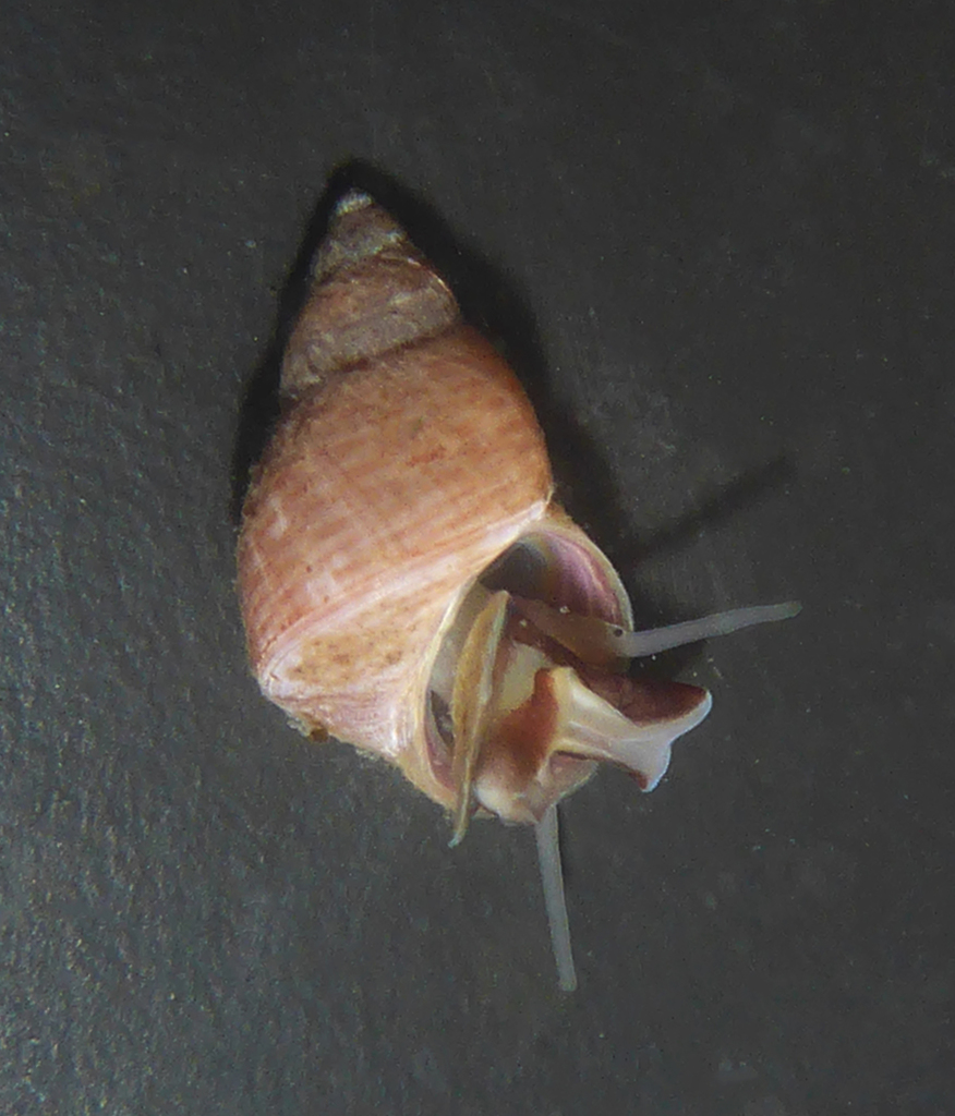 Periwinkle Snails and Allies in October 2016 by Robin Gwen Agarwal ...