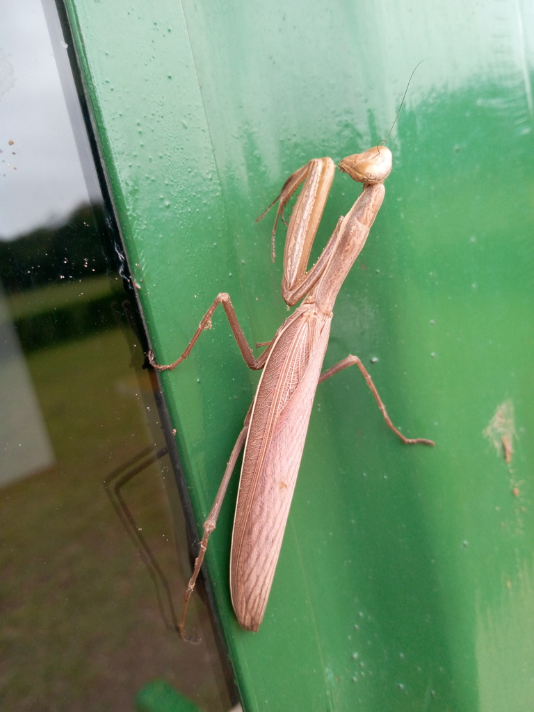 Mantis beieri from Democratic Republic of the Congo on September 21 ...