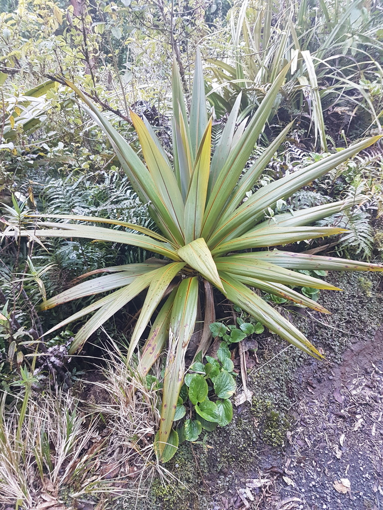 Mountain Cabbage Tree from Egmont National Park, New Zealand on ...