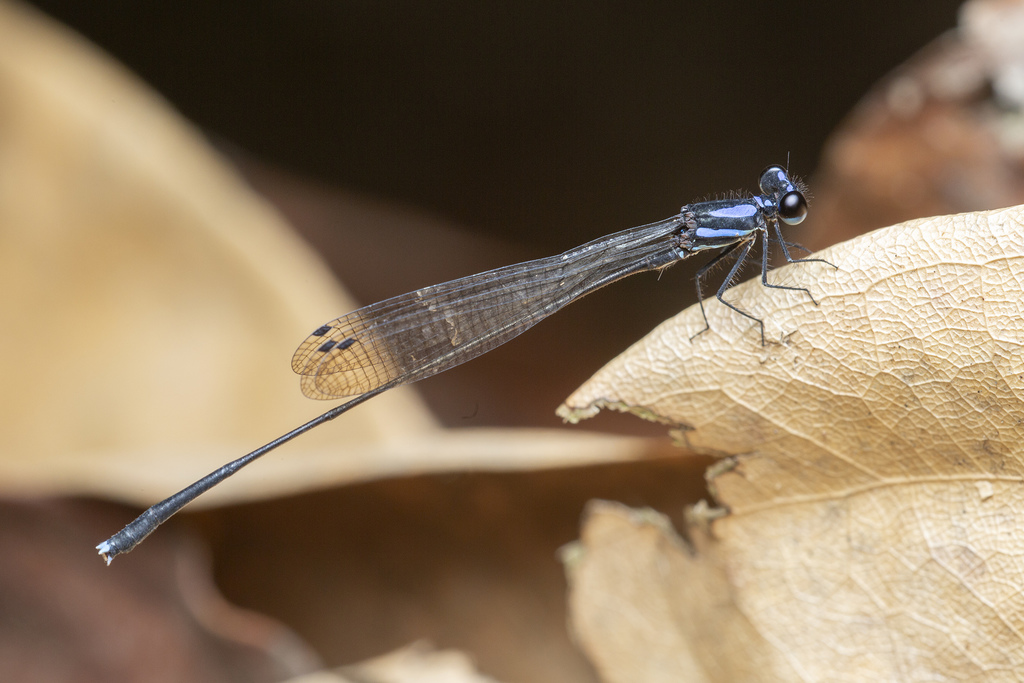 Collared Threadtail from Mandai Rd Track 7, Singapore on September 21 ...