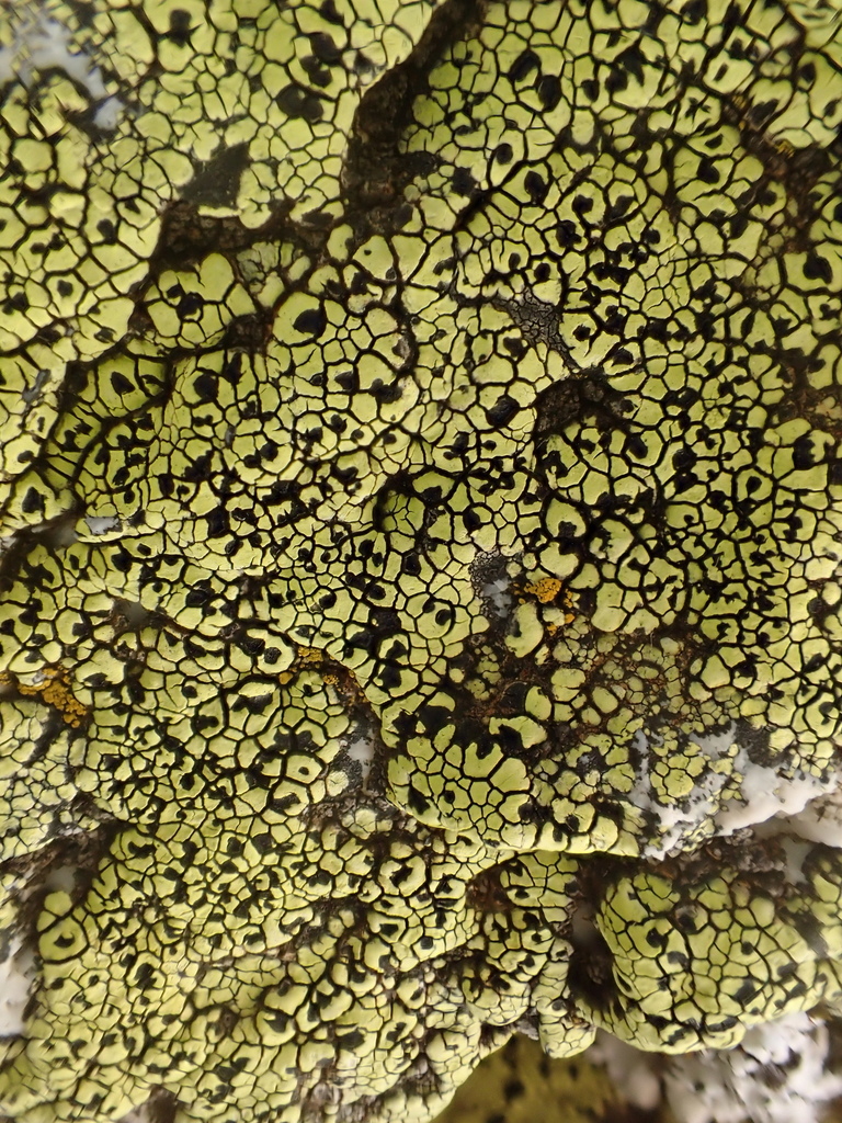 Crescent Map Lichen (Fungi of southern Africa) · iNaturalist