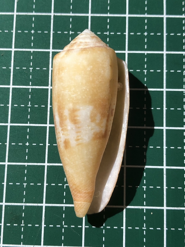 Berry Cone from nakagusuku on October 8, 2016 by Takaaki Hattori ...