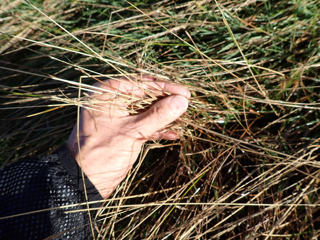 Sharp Spike Sedge from Foxton, New Zealand on June 9, 2025 at 09:23 AM ...