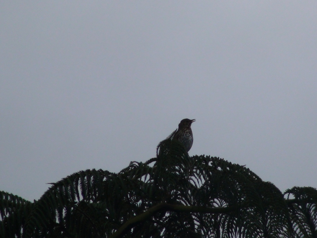 Song Thrush from Avalon, Lower Hutt 5011, New Zealand on June 13, 2025 ...