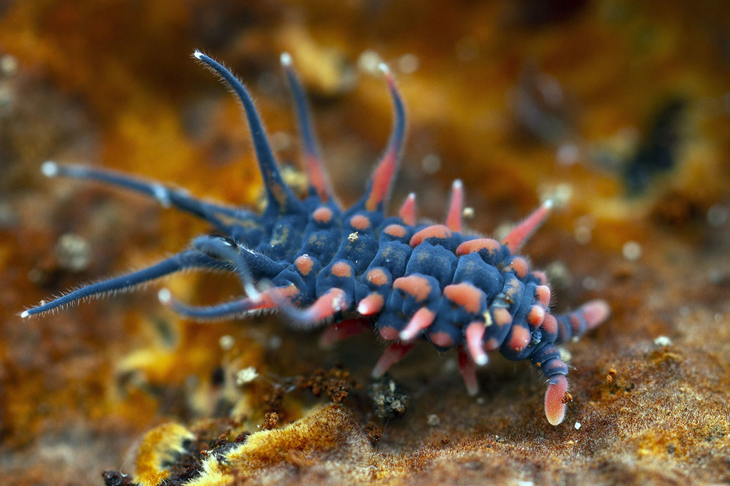 Dragon Springtails from Lighthouse Road, Cape Otway on September 20 ...