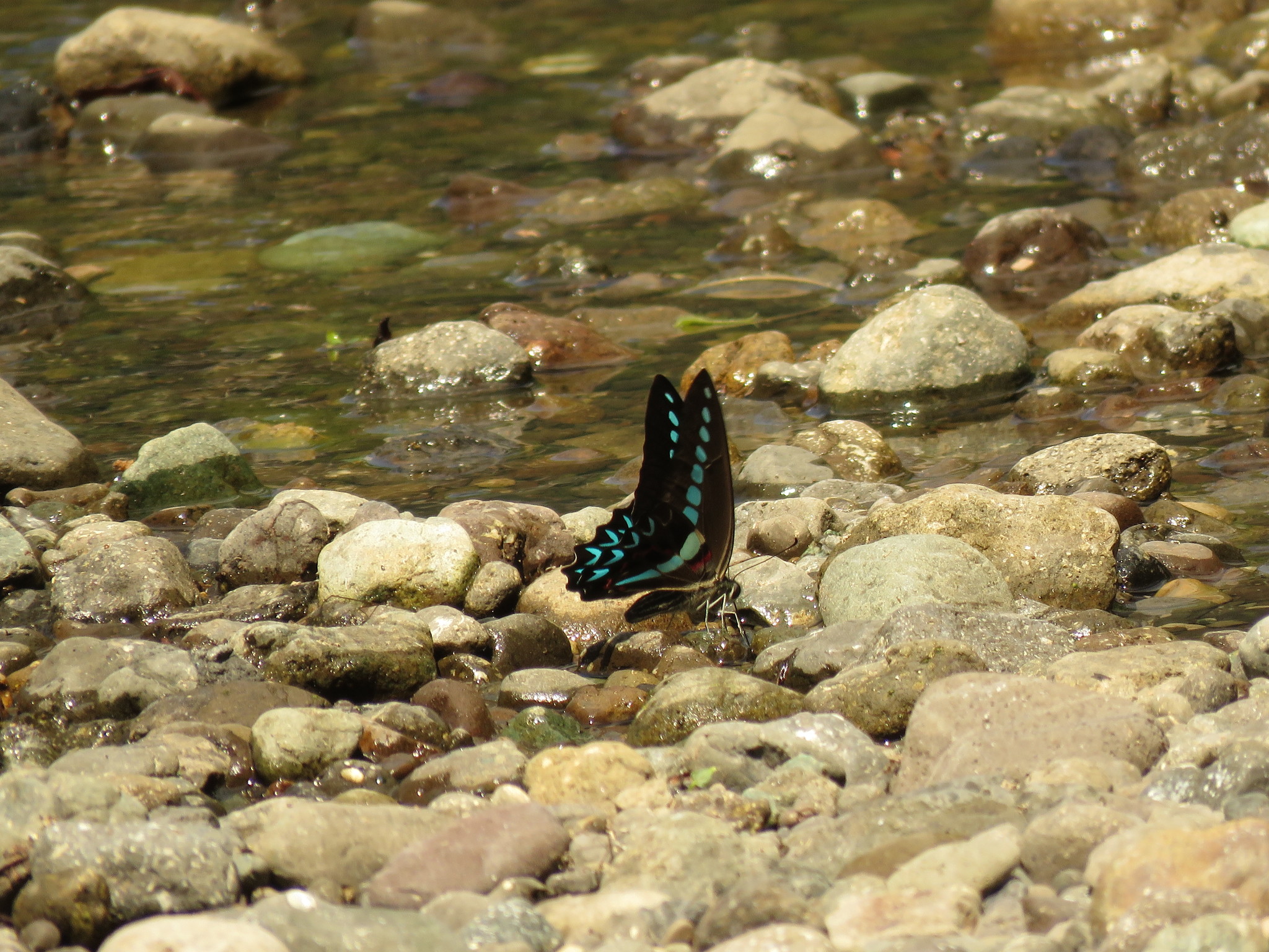 Graphium milon (Felder & Felder, 1864)