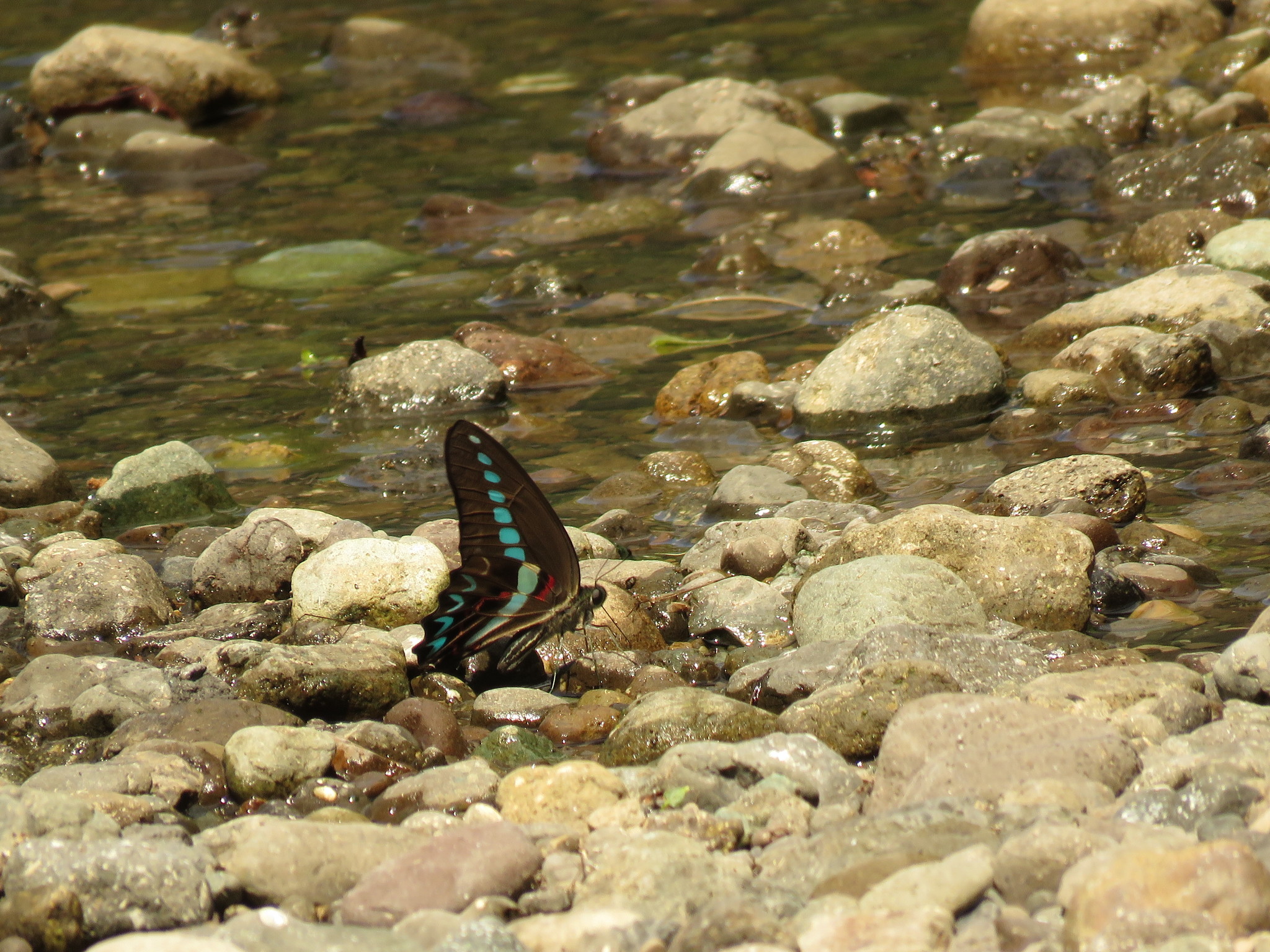 Graphium milon (Felder & Felder, 1864)