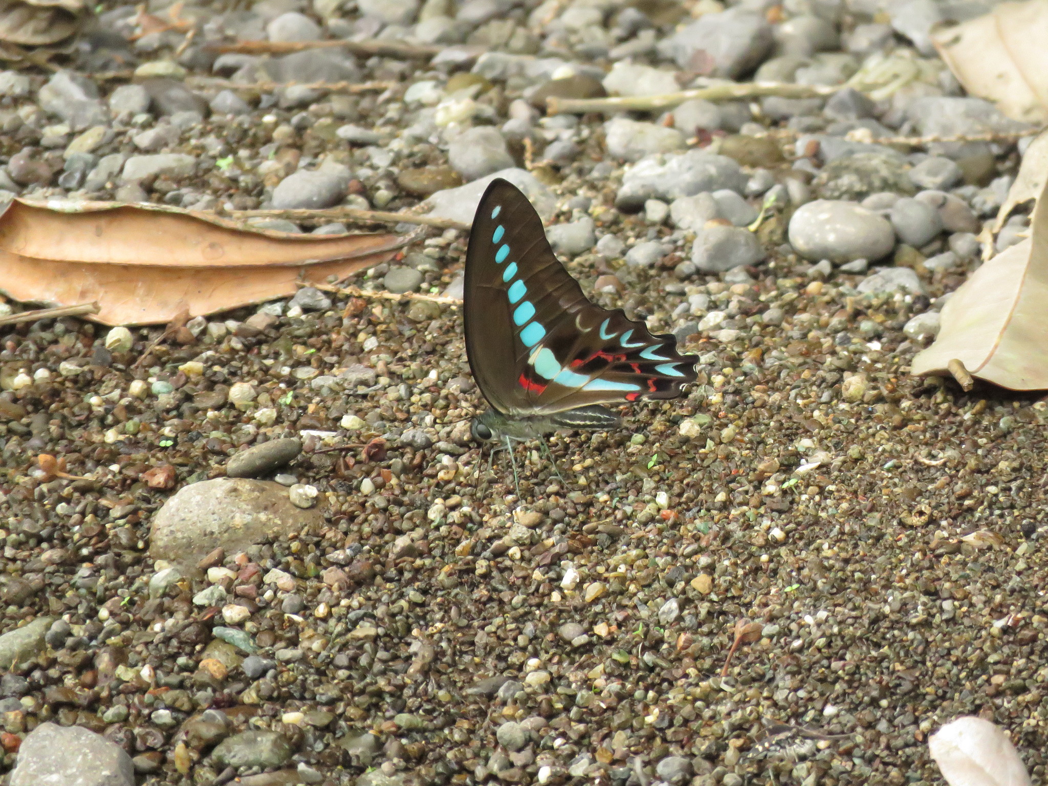 Graphium milon (Felder & Felder, 1864)