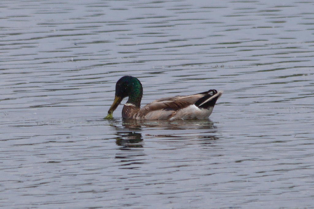 Mallard from Gillette, WY, USA on June 12, 2025 at 02:32 PM by Mr ...