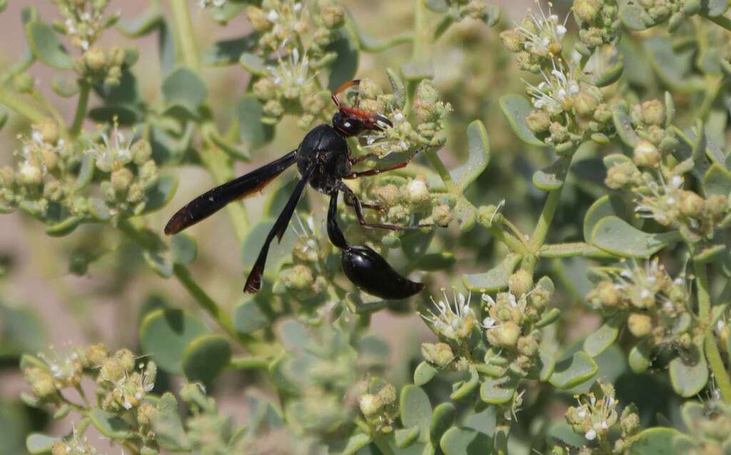 Black Mud Wasp from Karas Region, Namibia on September 17, 2024 at 10: ...