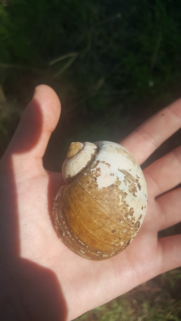 Channeled Apple Snail from Buckingham, FL, USA on September 21, 2019 at ...