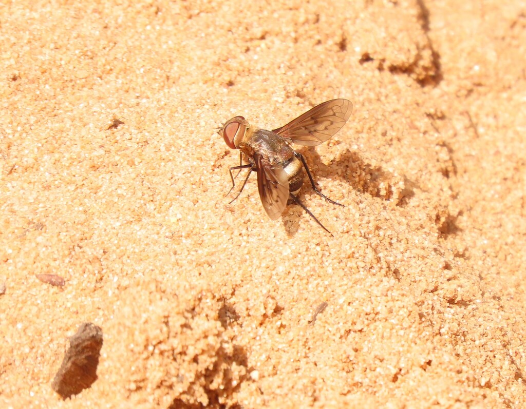 Ligyra from Mission River QLD, Australia on June 4, 2025 at 02:14 PM by ...